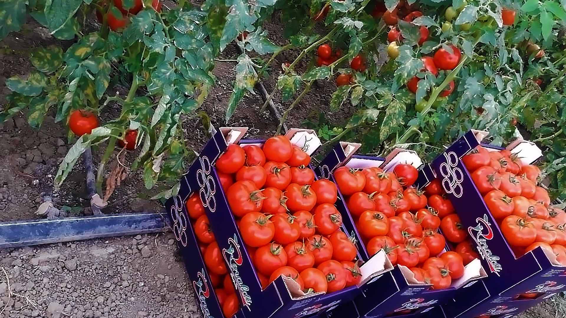 Rinaldi L.T.D- Fruit and Vegetables Export from Albania – Rinaldi L.T.D ...